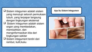 Anatomi sistem integumen untuk DIII Keperawatan | PPT