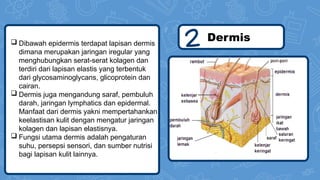 Anatomi sistem integumen untuk DIII Keperawatan | PPTX