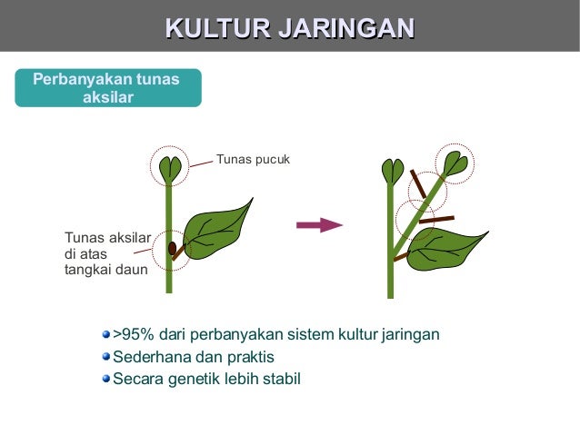 Panduan Kultur Jaringan Gaharu