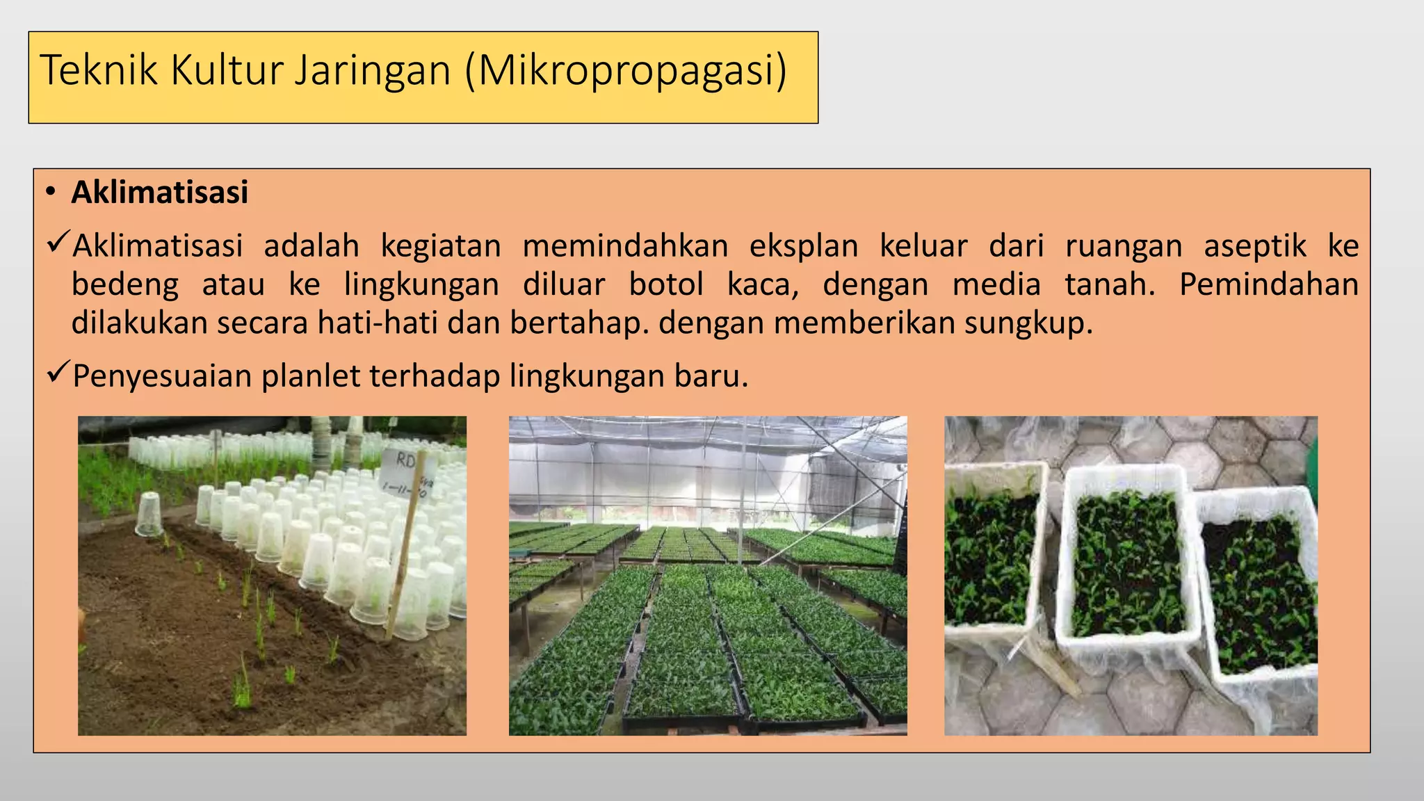 Kultur jaringan | PPTX