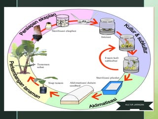 KULTUR JARINGAN TANAMAN ATAU IN VITRO.pptx