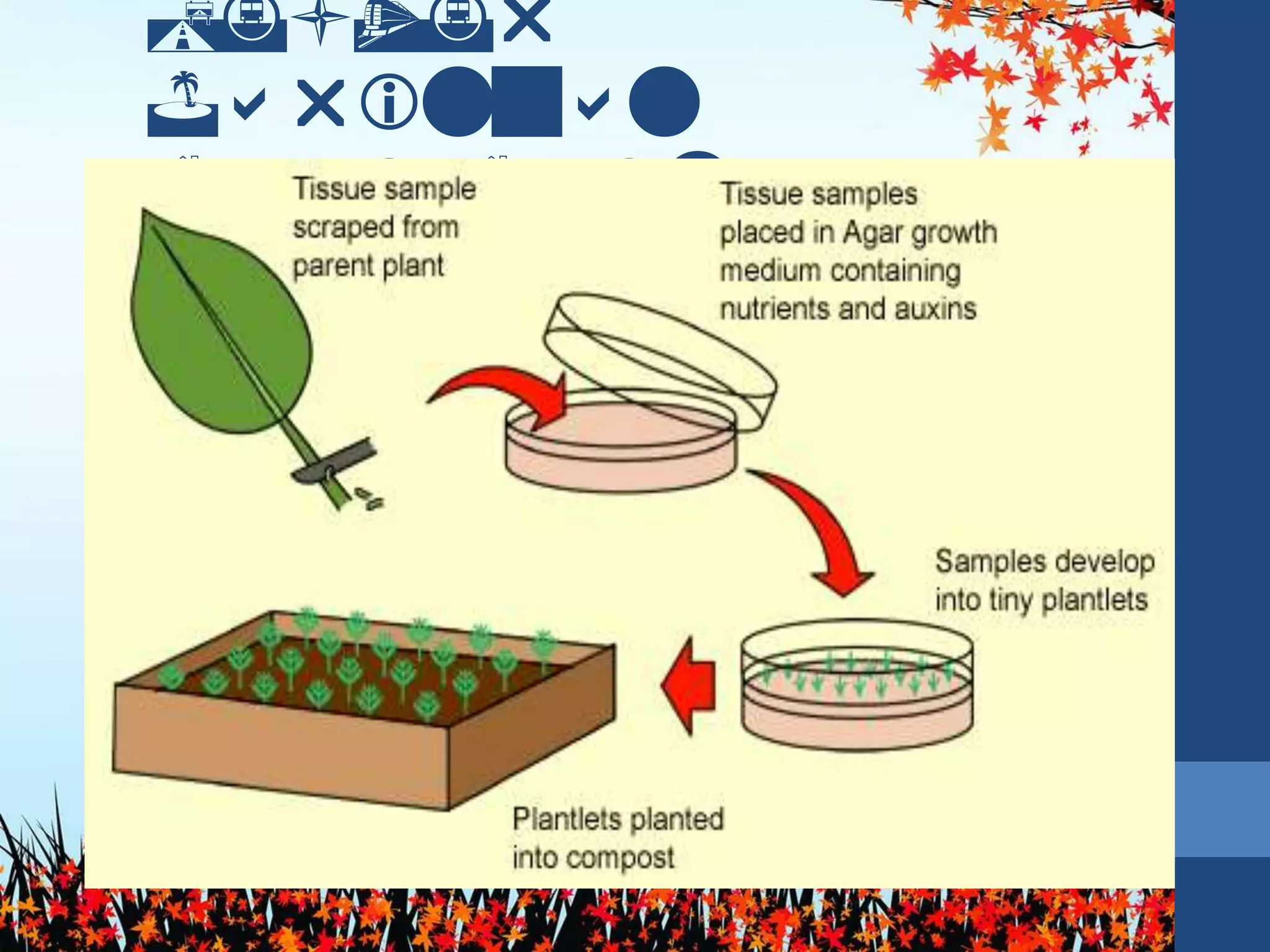 KULTUR JARINGAN TANAMAN ANGGREK NEW.pptx