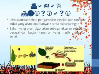 KULTUR JARINGAN TANAMAN ANGGREK NEW.pptx