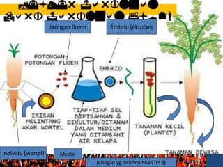 KULTUR JARINGAN TANAMAN ANGGREK NEW.pptx
