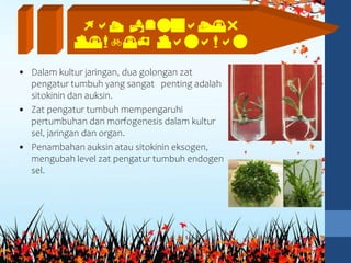 KULTUR JARINGAN TANAMAN ANGGREK NEW.pptx