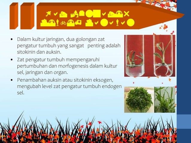 KULTUR JARINGAN TANAMAN ANGGREK NEW.pptx