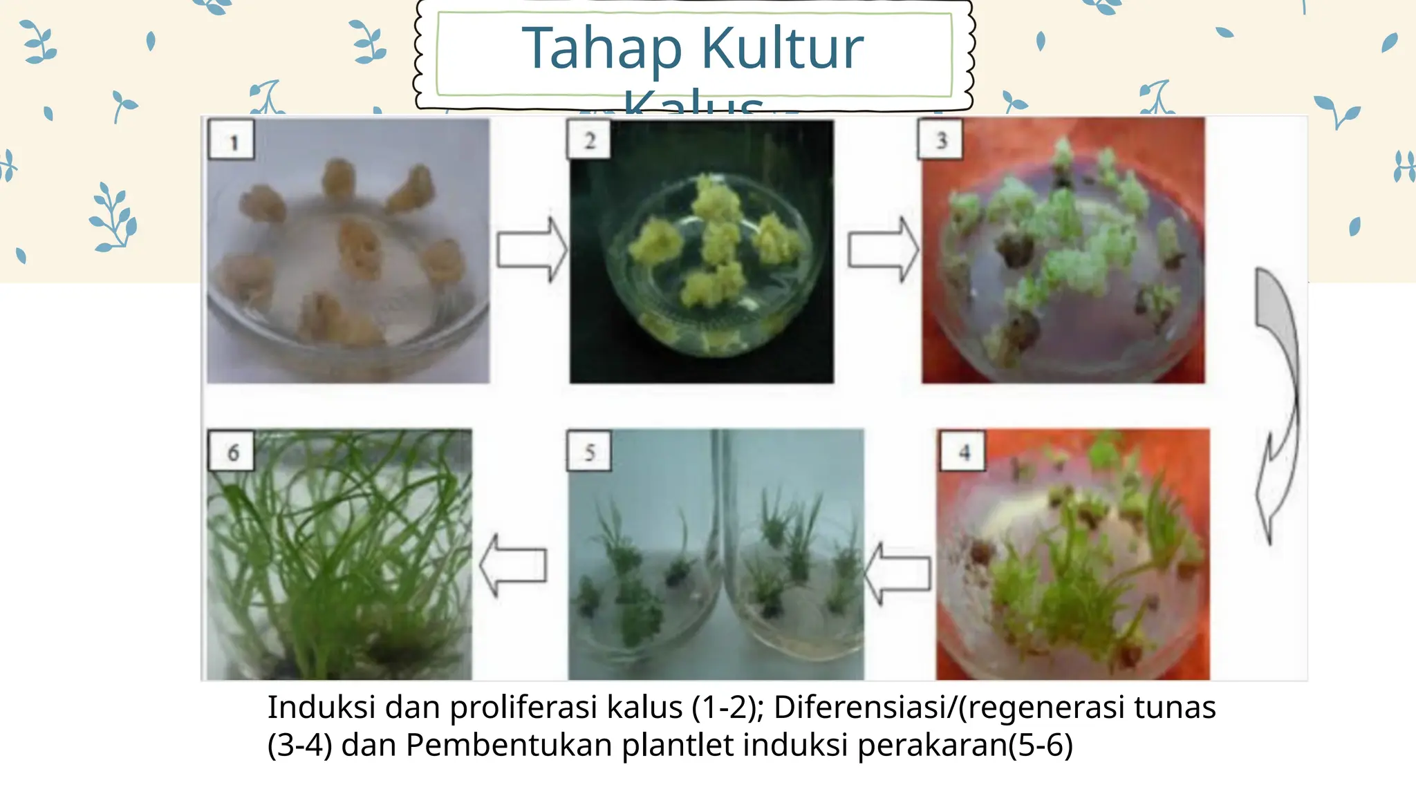Teknik kultur jaringan tumbuhan kultur kalus | PPT