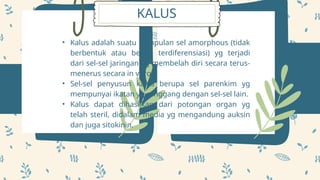 Teknik kultur jaringan tumbuhan kultur kalus | PPTX