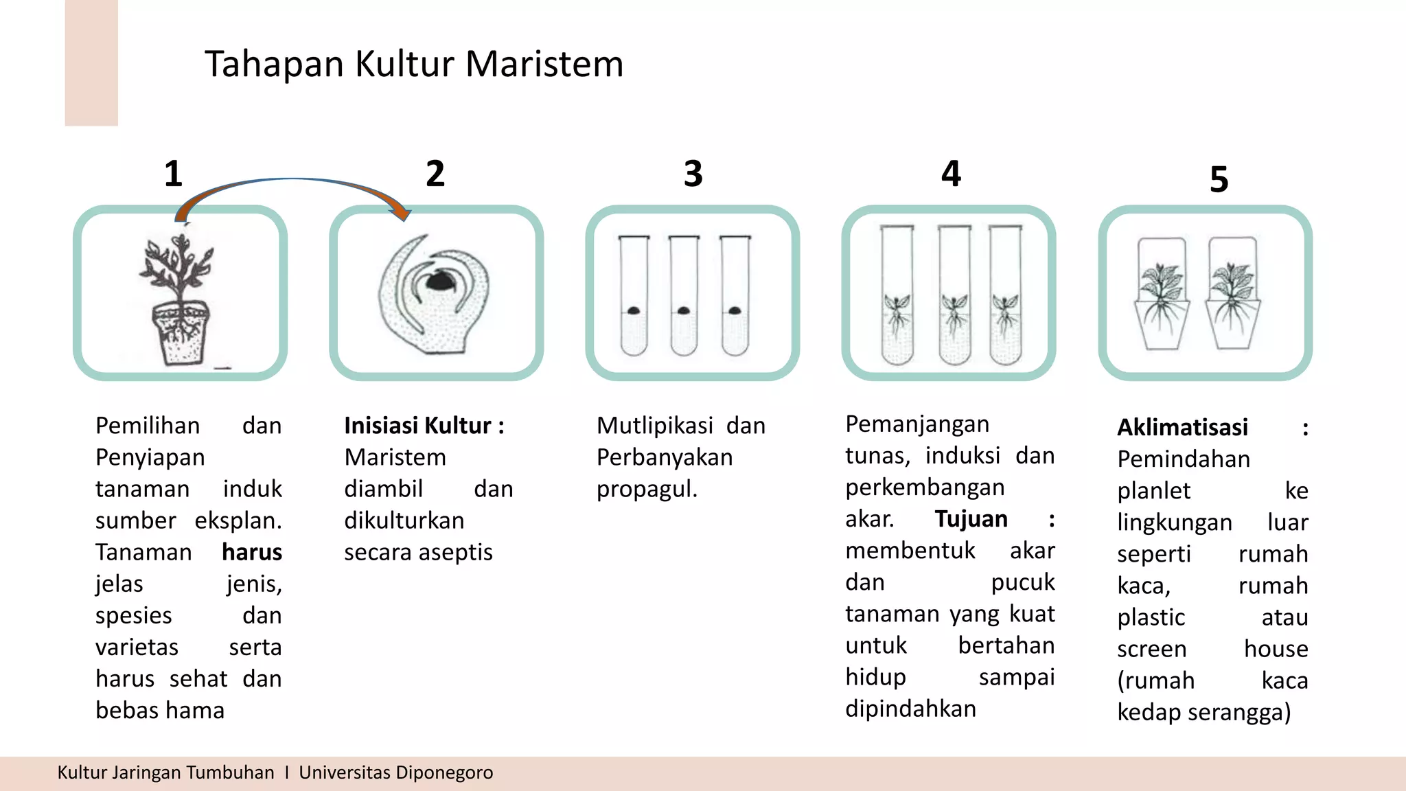 Kultur Meristem dan Kultur Pucuk - Kultur Jaringan Tumbuhan | PPTX