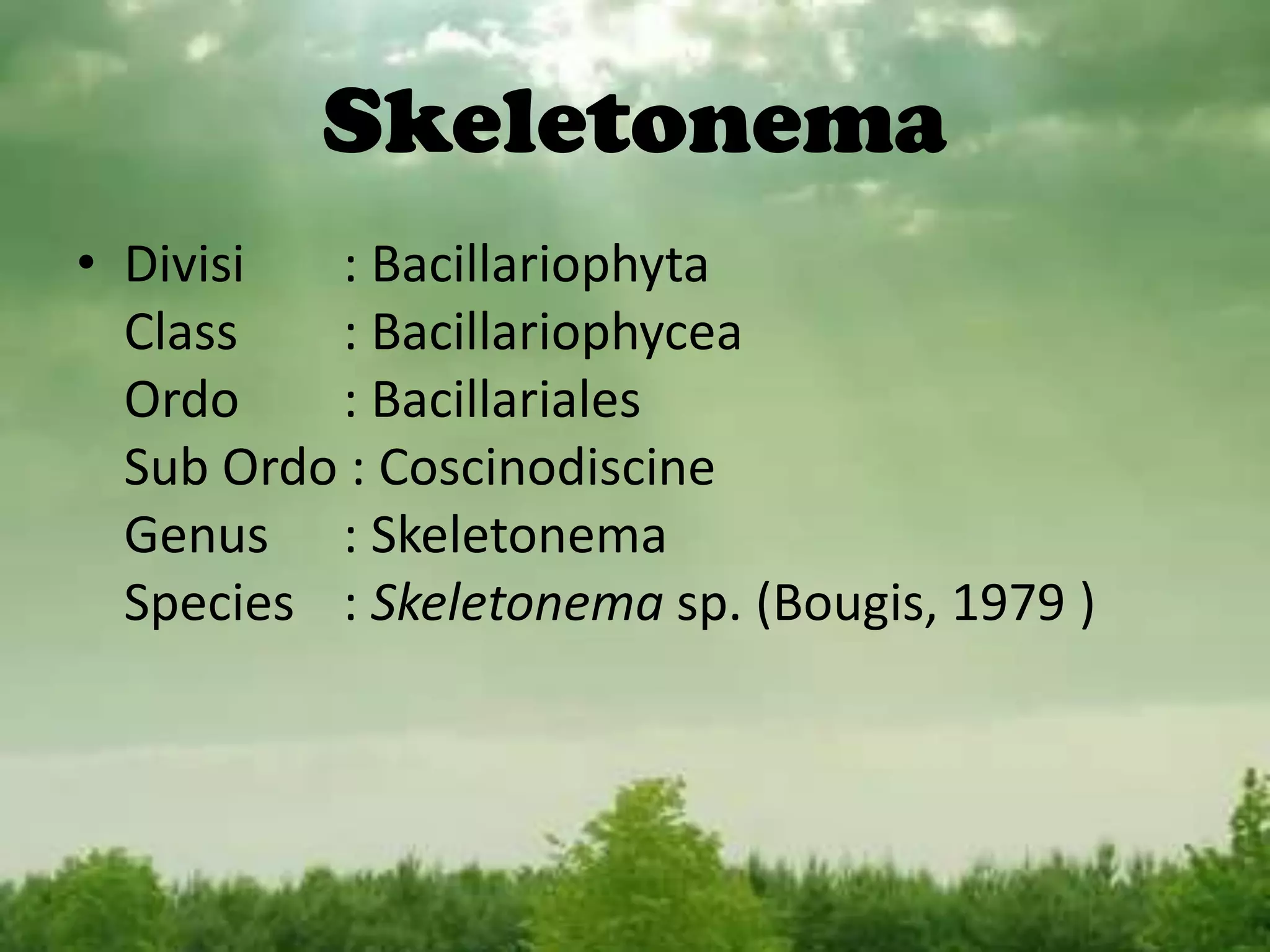 Kultur mikroalga skeletonema | PPTX