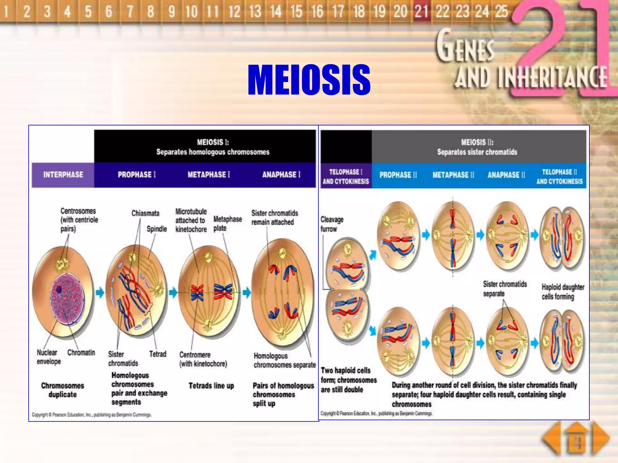 KUL VII_GENES_ MITOSIS_MEIOSIS.ppt