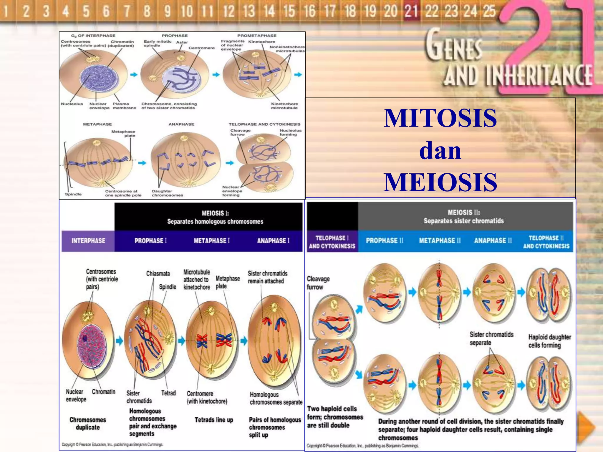 KUL VII_GENES_ MITOSIS_MEIOSIS.ppt