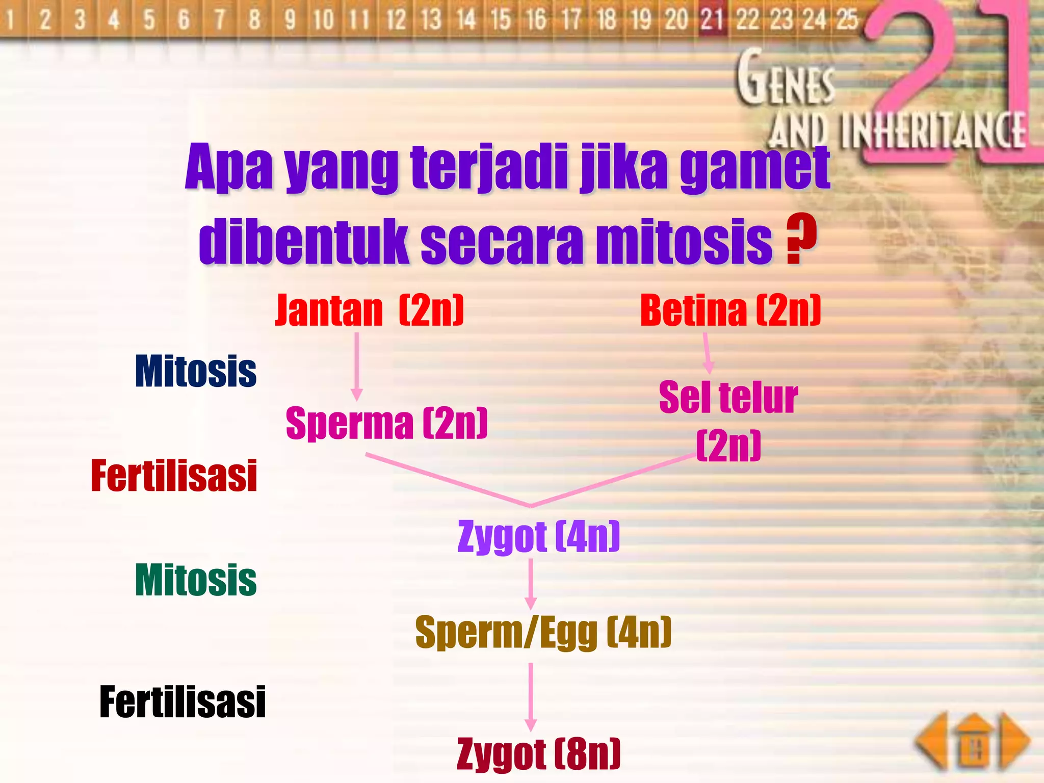 KUL VII_GENES_ MITOSIS_MEIOSIS.ppt