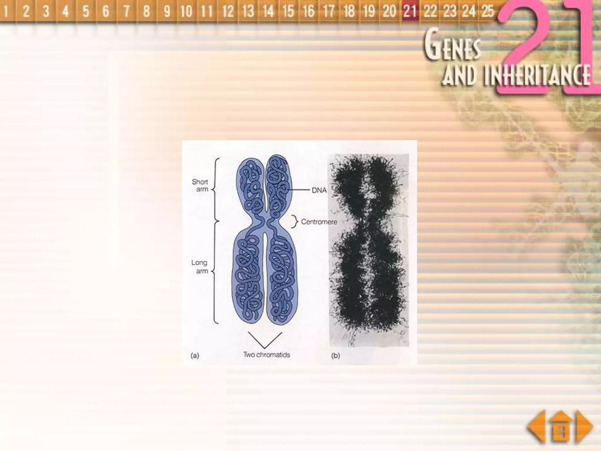 KUL VII_GENES_ MITOSIS_MEIOSIS.ppt