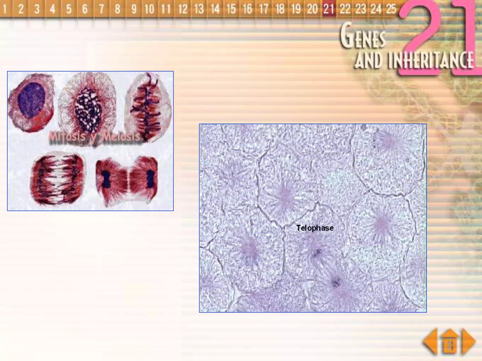 KUL VII_GENES_ MITOSIS_MEIOSIS.ppt
