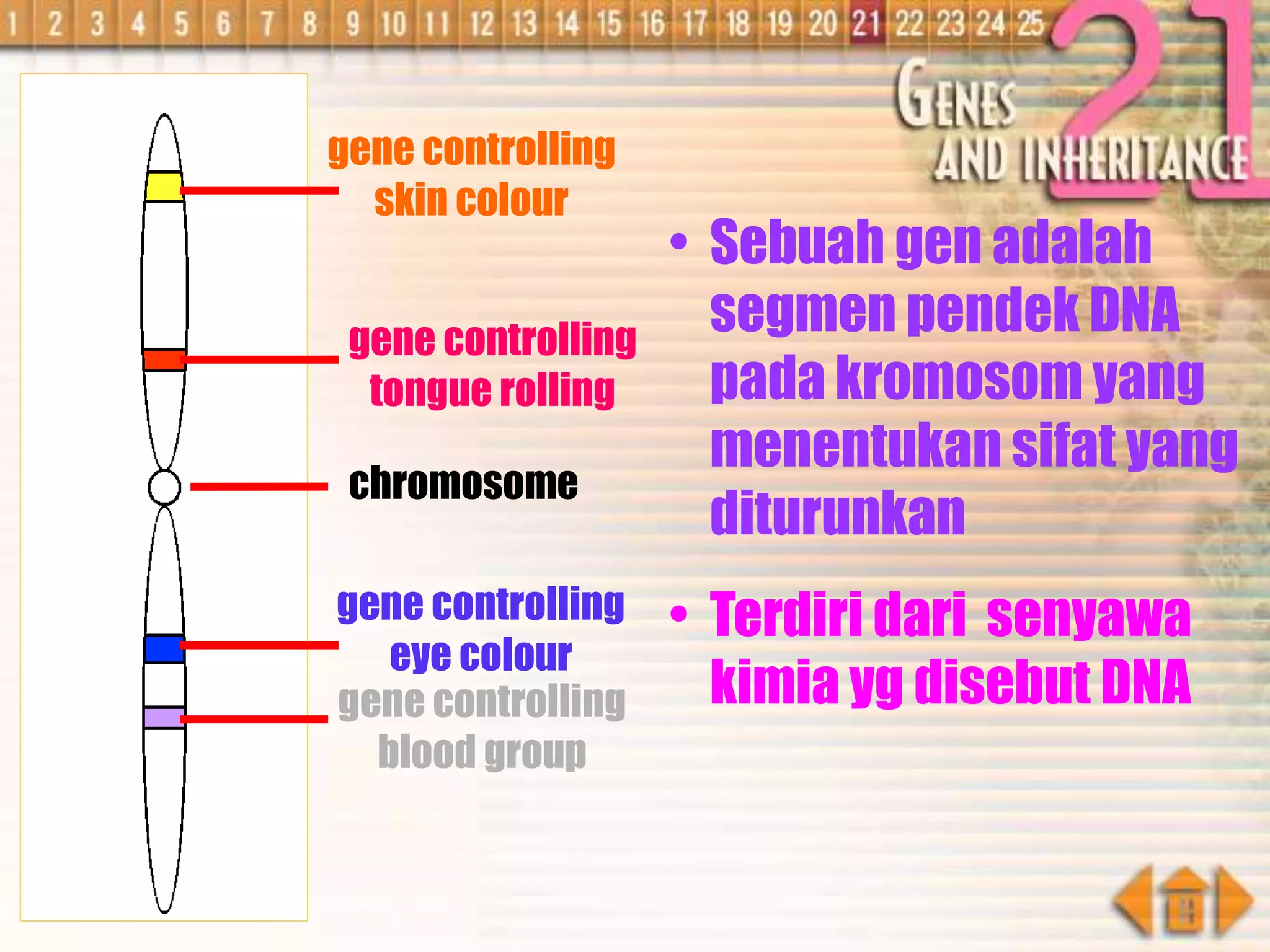 KUL VII_GENES_ MITOSIS_MEIOSIS.ppt