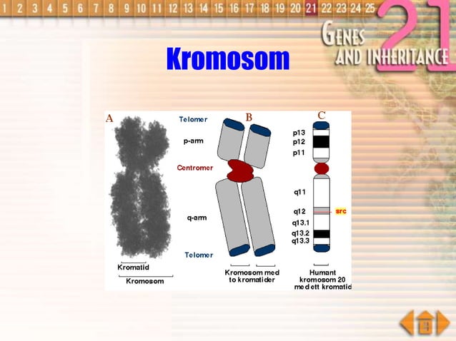 KUL VII_GENES_ MITOSIS_MEIOSIS.ppt