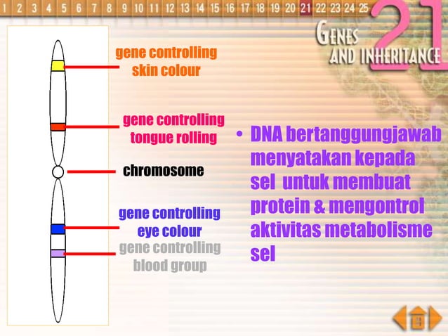 KUL VII_GENES_ MITOSIS_MEIOSIS.ppt
