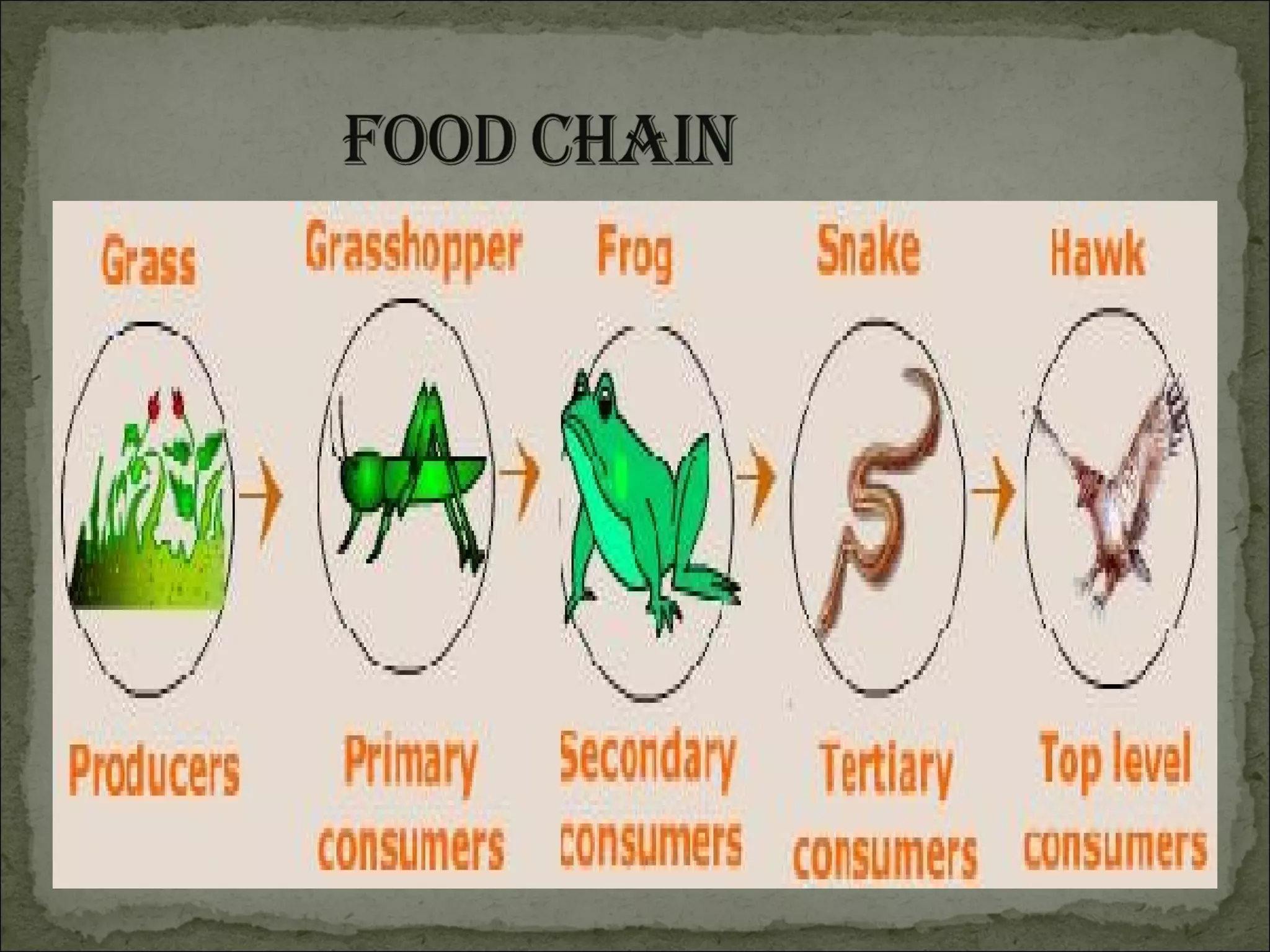 Biogeography- food chain and foo web | PPT