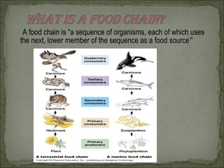 Biogeography- food chain and foo web | PPT