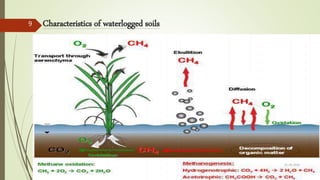 waterlogged soils | PPTX
