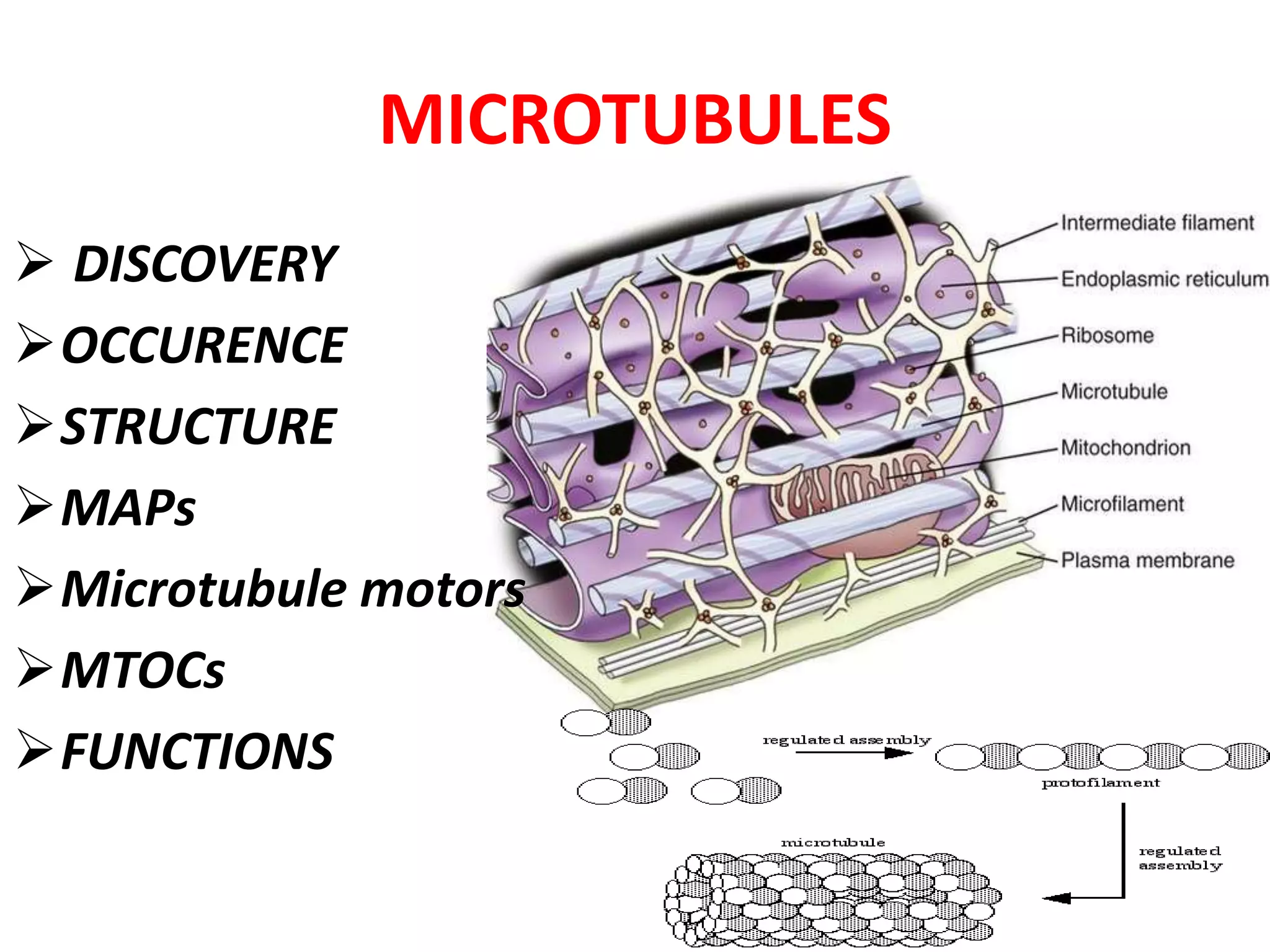 cytoskeleton in cells | PPTX