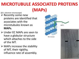 cytoskeleton in cells | PPTX
