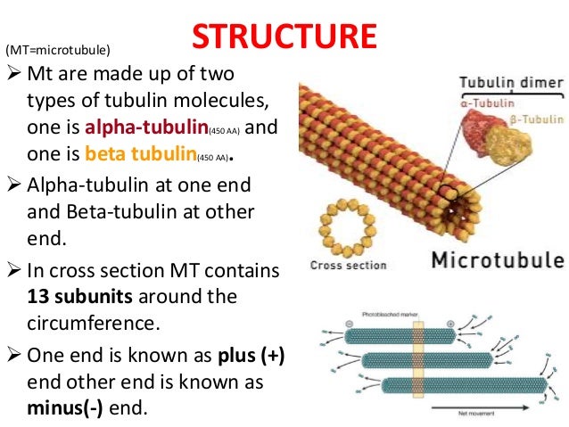cytoskeleton in cells