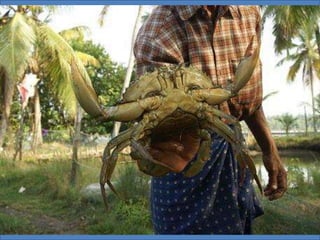 Kumbalangi Tourism Village in Kerala | PPTX