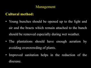 Banana cigar end rot | PPTX