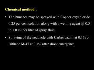 Banana cigar end rot | PPTX