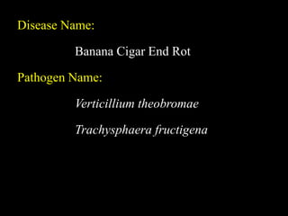 Banana cigar end rot | PPTX