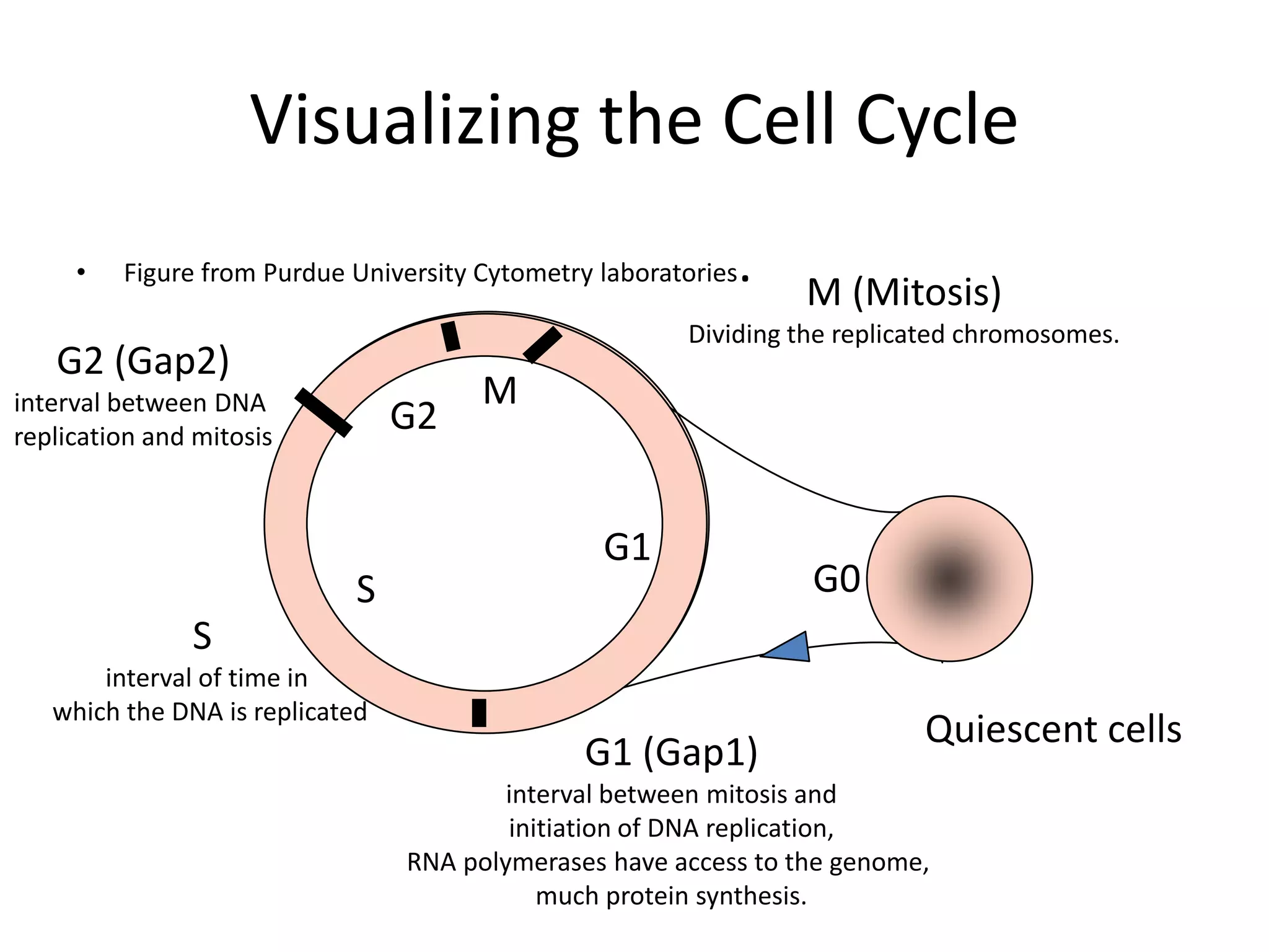 DNA cell cycle by flow cytometry | PPTX