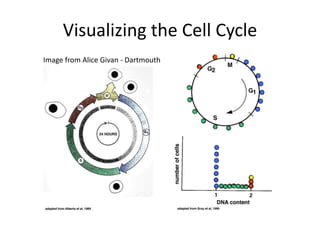 DNA cell cycle by flow cytometry | PPTX