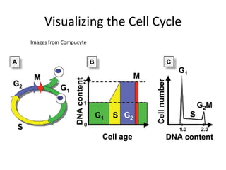 DNA cell cycle by flow cytometry | PPTX