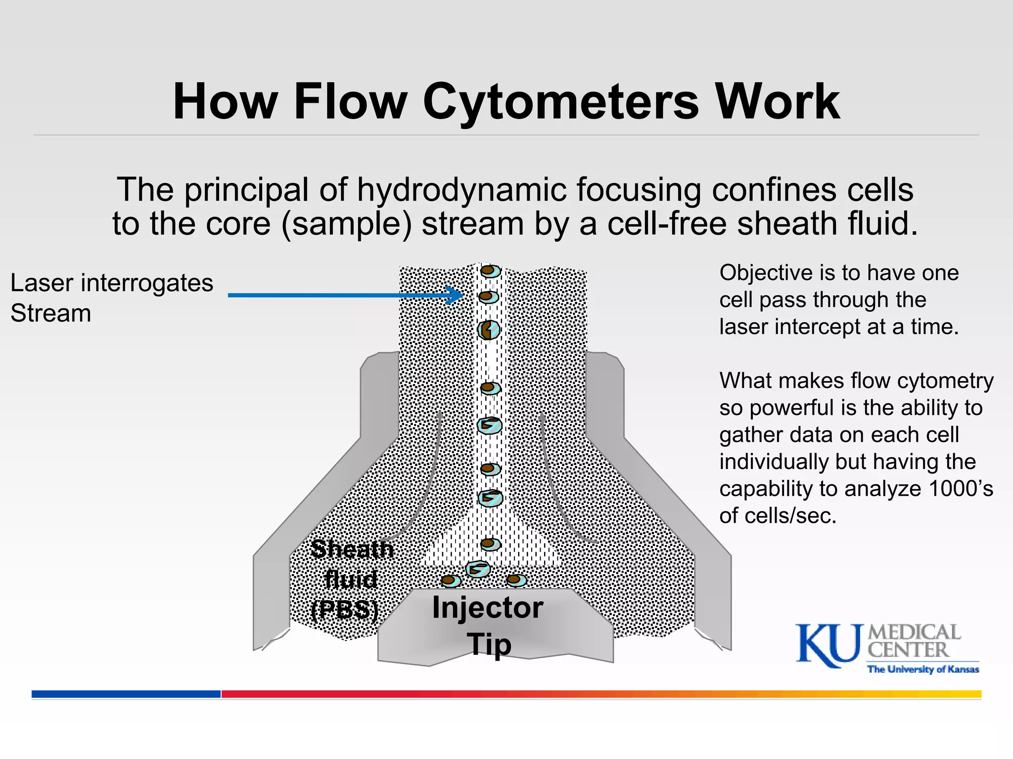 Kumc introduction to flow cytometry | PPTX