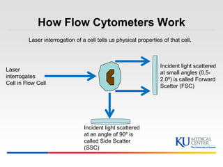 Kumc introduction to flow cytometry | PPTX