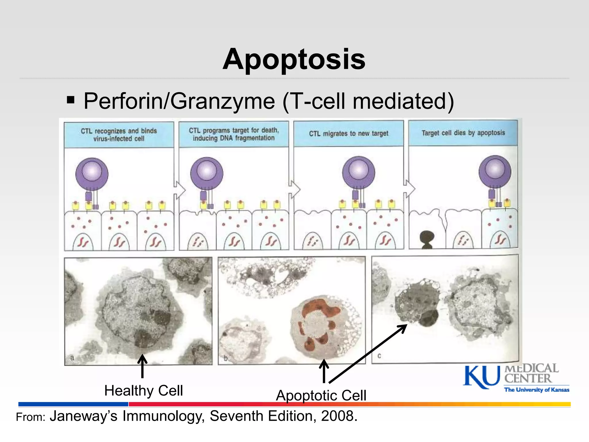 Kumc measuring apoptosis using flow cytometry | PPTX