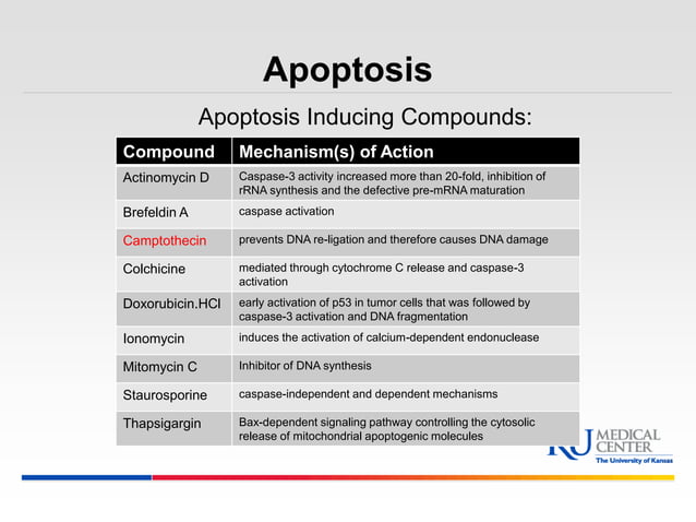 Kumc measuring apoptosis using flow cytometry | PPTX | Biological ...