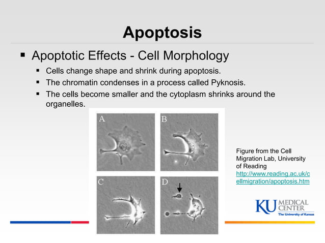 Kumc measuring apoptosis using flow cytometry | PPTX | Biological ...