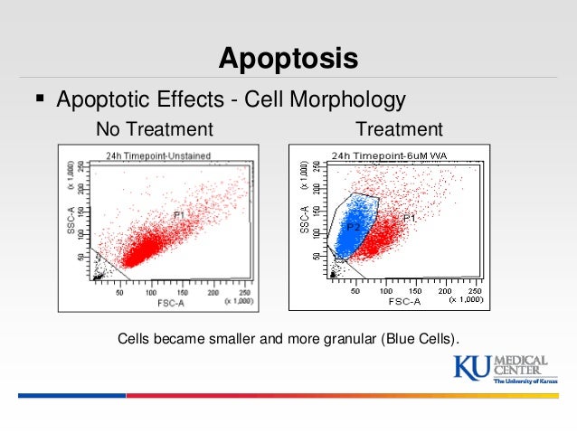 Apoptosis Flow Cytometry