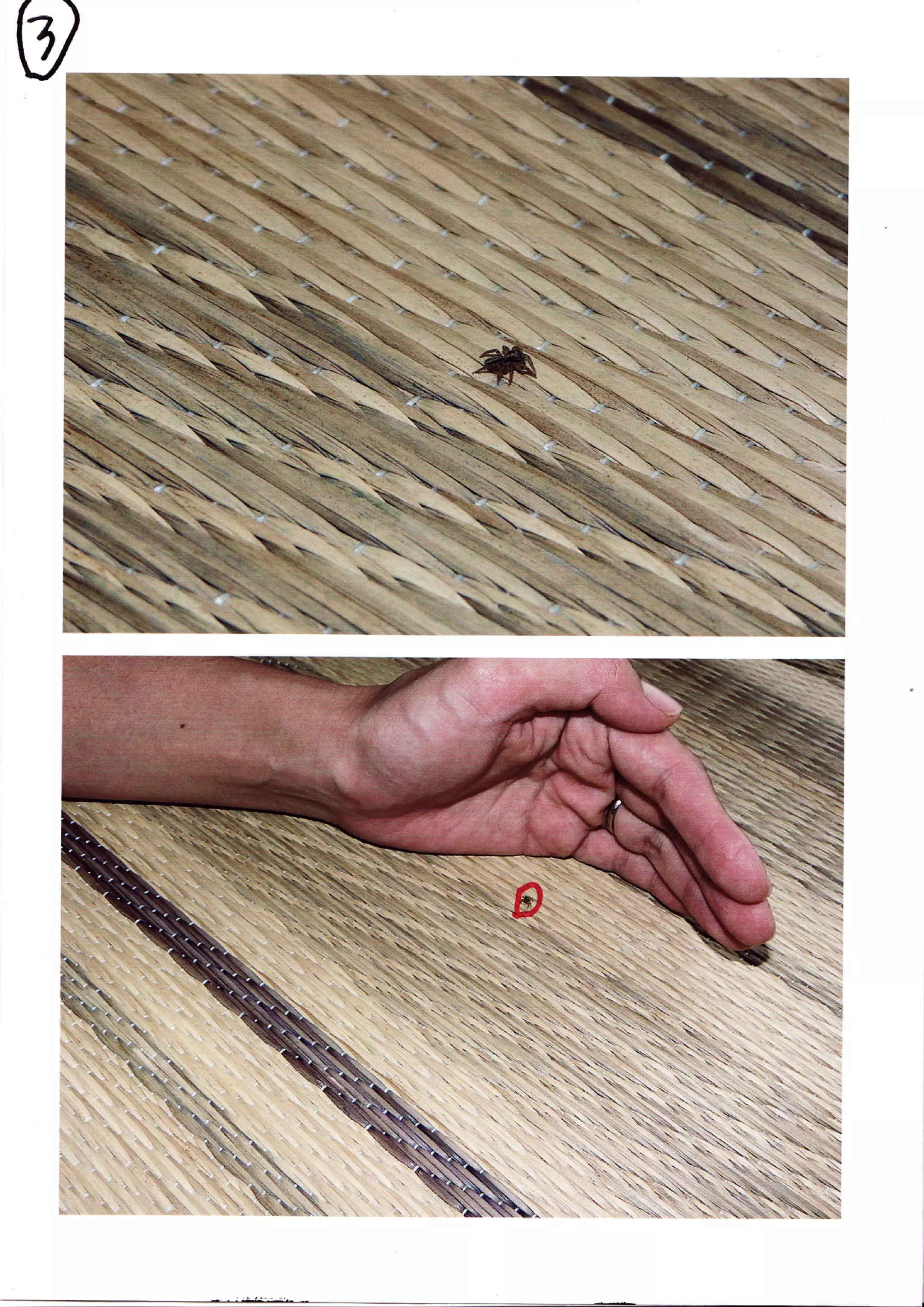 Spider Research in Tokyo / くものけんきゅう | PDF