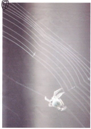 Spider Research in Tokyo / くものけんきゅう | PDF