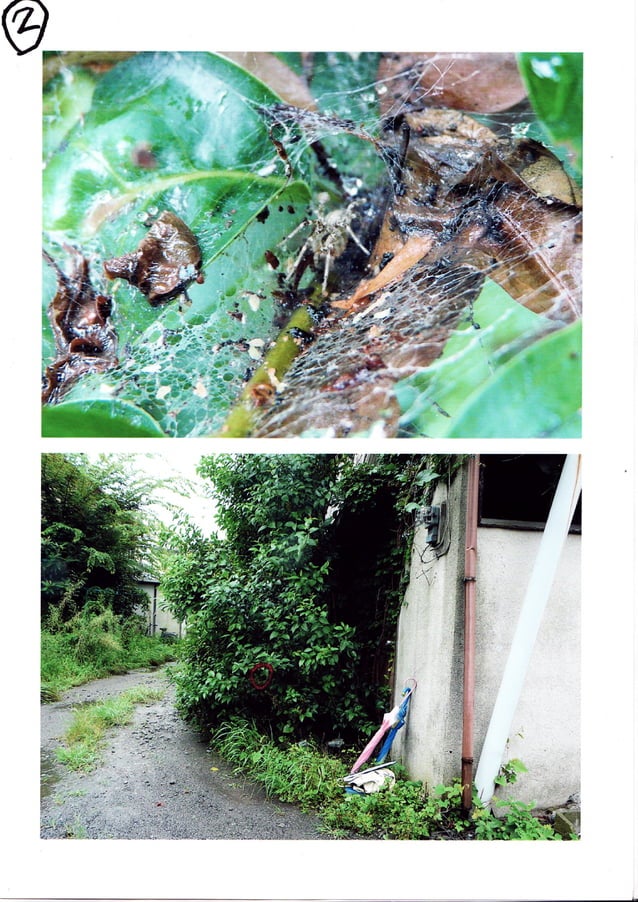 Spider Research in Tokyo / くものけんきゅう | PDF