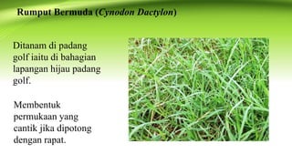 Turf - Pengenalan | PPTX