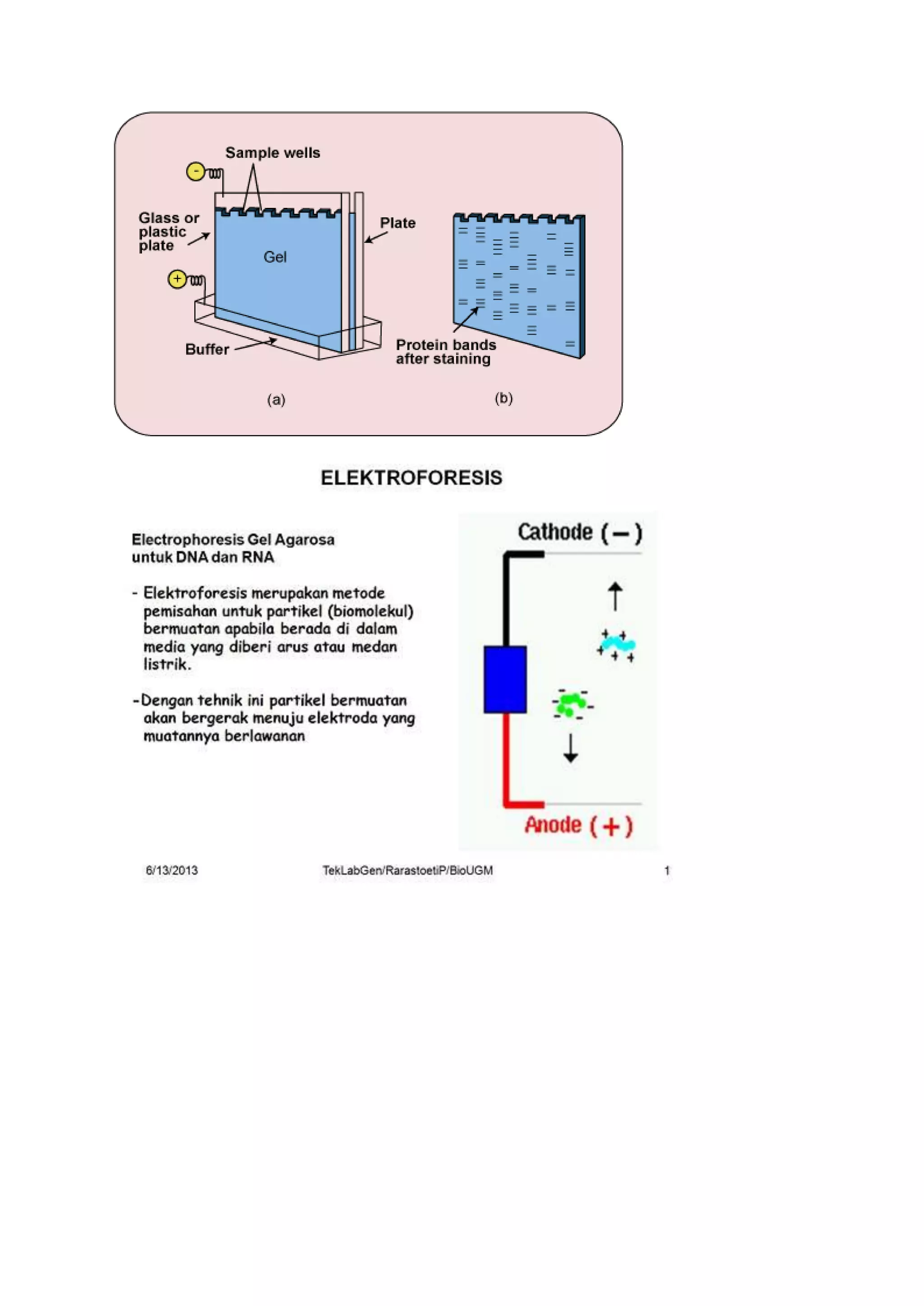 elektroforesis gel | DOCX