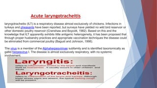 Kunal Singh .Topic-4.Diseases of the larynx.ENT.GM20-148.pptx