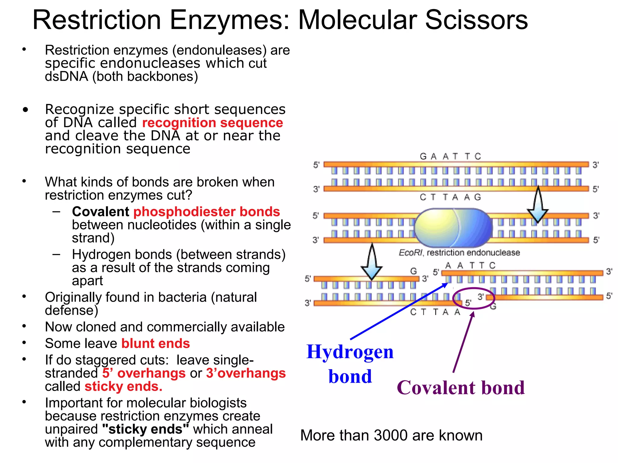 recombinant DNA technology enzymes | PPT