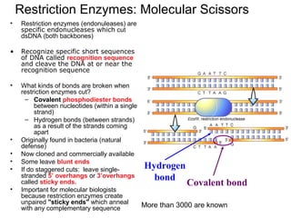 recombinant DNA technology enzymes | PPT