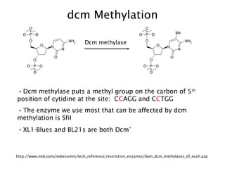 recombinant DNA technology enzymes | PPT